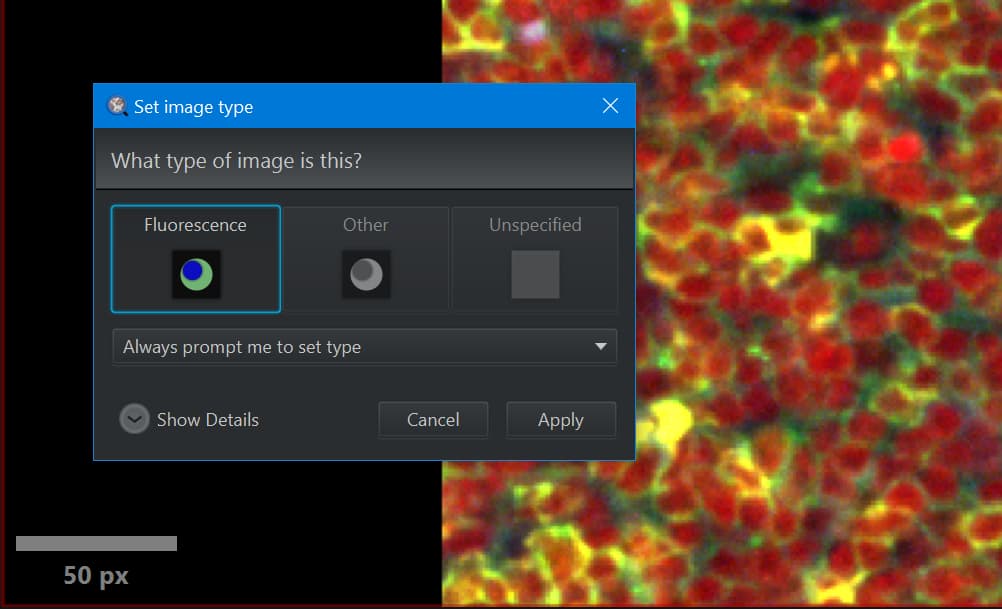 Loading GeoMx OME-TIFF files into Qupath with ROI and segment data - Usage & Issues - Image.sc Forum