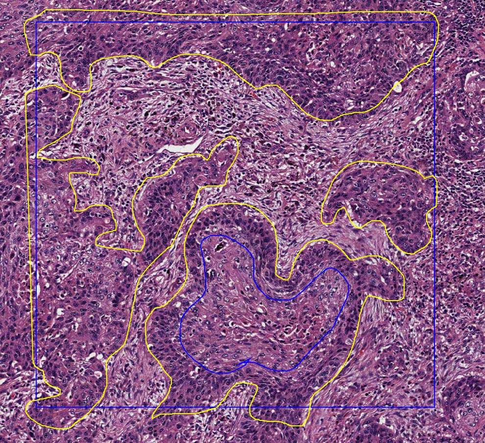 Export annotation mask - Image Analysis - Image.sc Forum