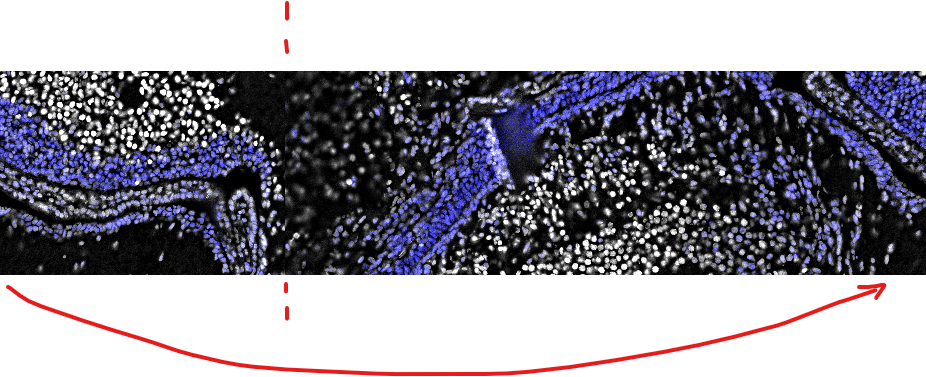 Tiling issue when opening Leica Mica .lif images in Fiji/Bio-Formats - Usage & Issues - Image.sc ...