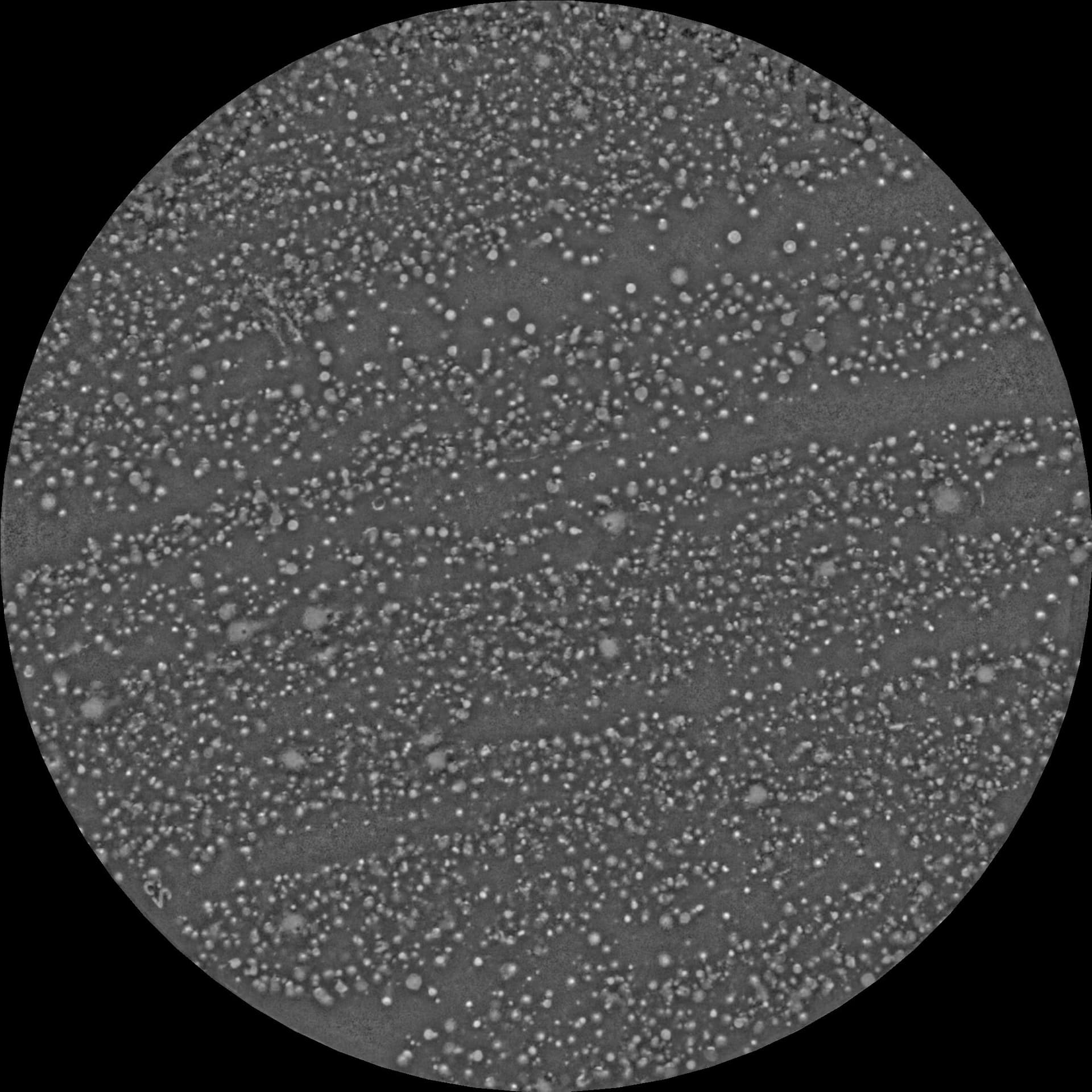 Using ImageJ to measure surface area growth on petri dishes - Image ...