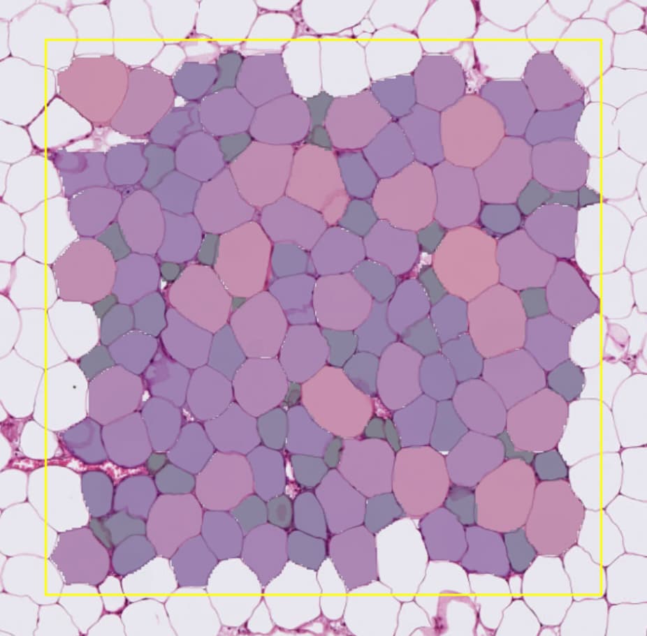 Cellpose-SAM - QuPath extension - Usage & Issues - Image.sc Forum