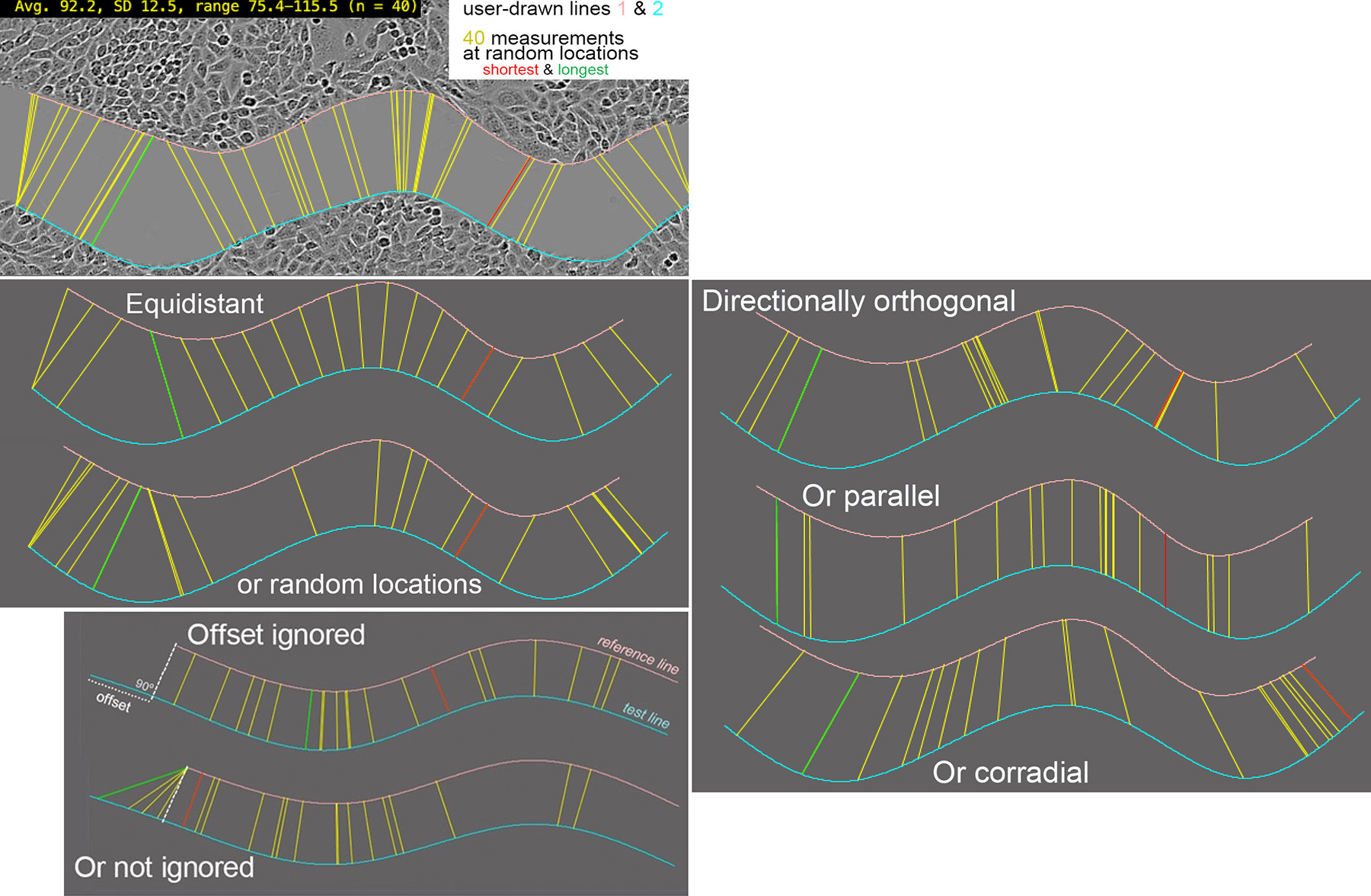ImageJ macro to measure distance between two user-drawn lines/edges – version 3 - Announcements ...