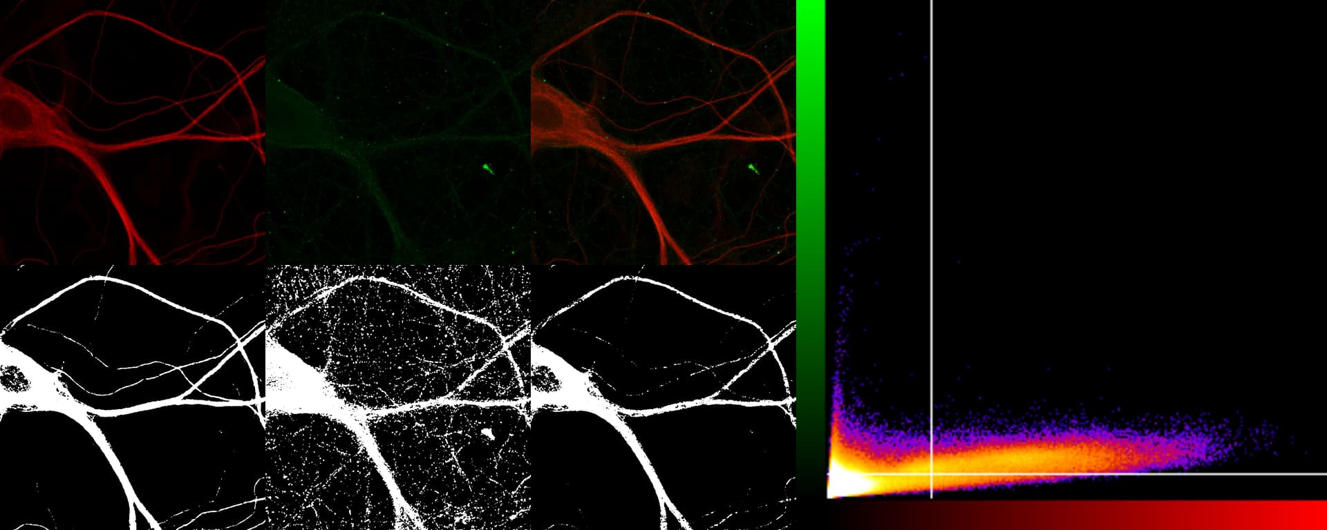 BIOP JACoP - Fluorogram data - Image Analysis - Image.sc Forum