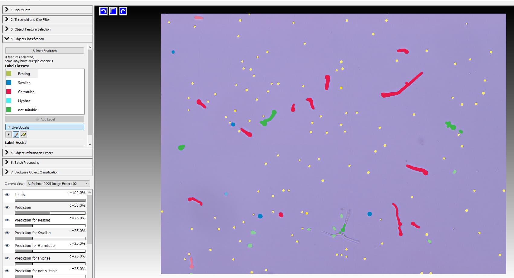 Seperating touching / neigbouring cells in ilastik segmentation - Image ...