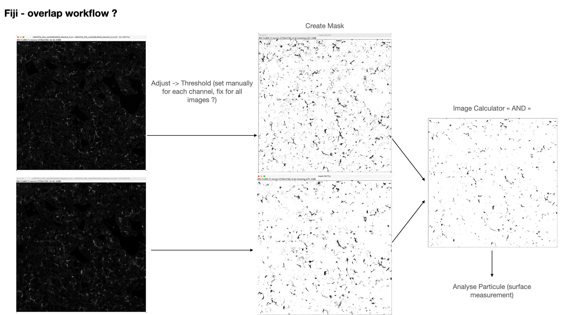 ImageJ Coloc 2 with tissue sections - Image Analysis - Image.sc Forum