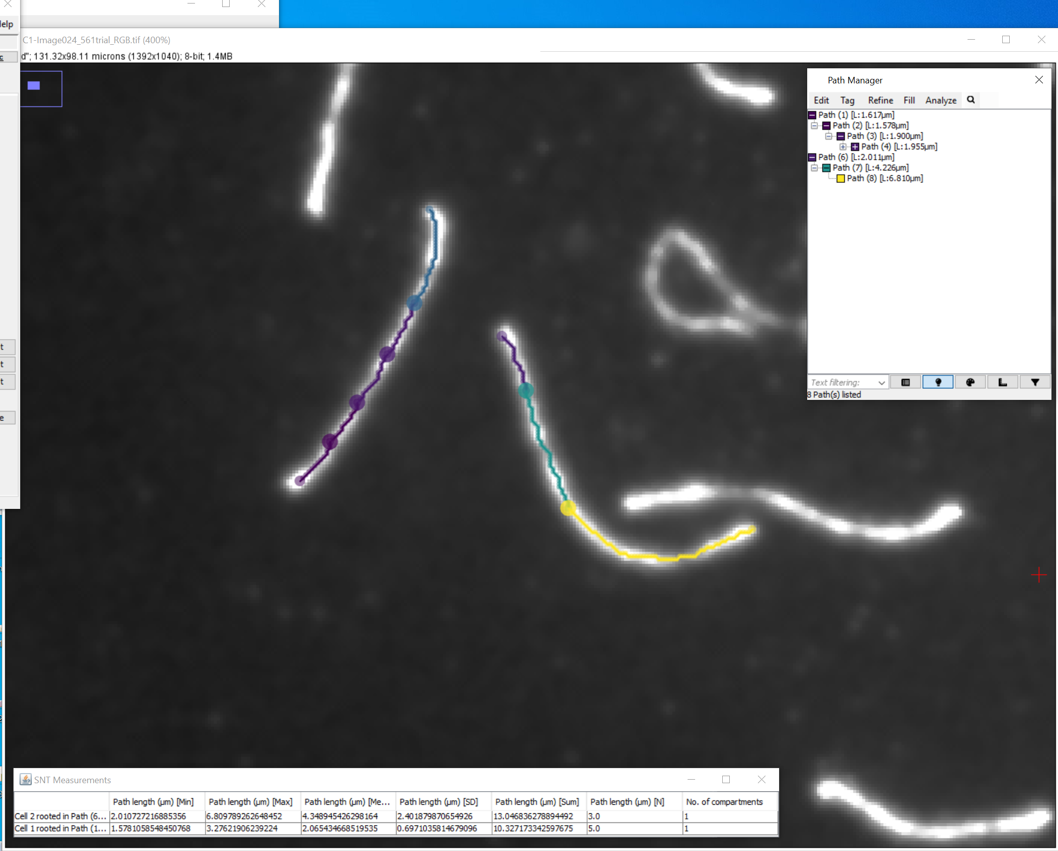 Getting path segment lengths when using SNT - Image Analysis - Image.sc ...