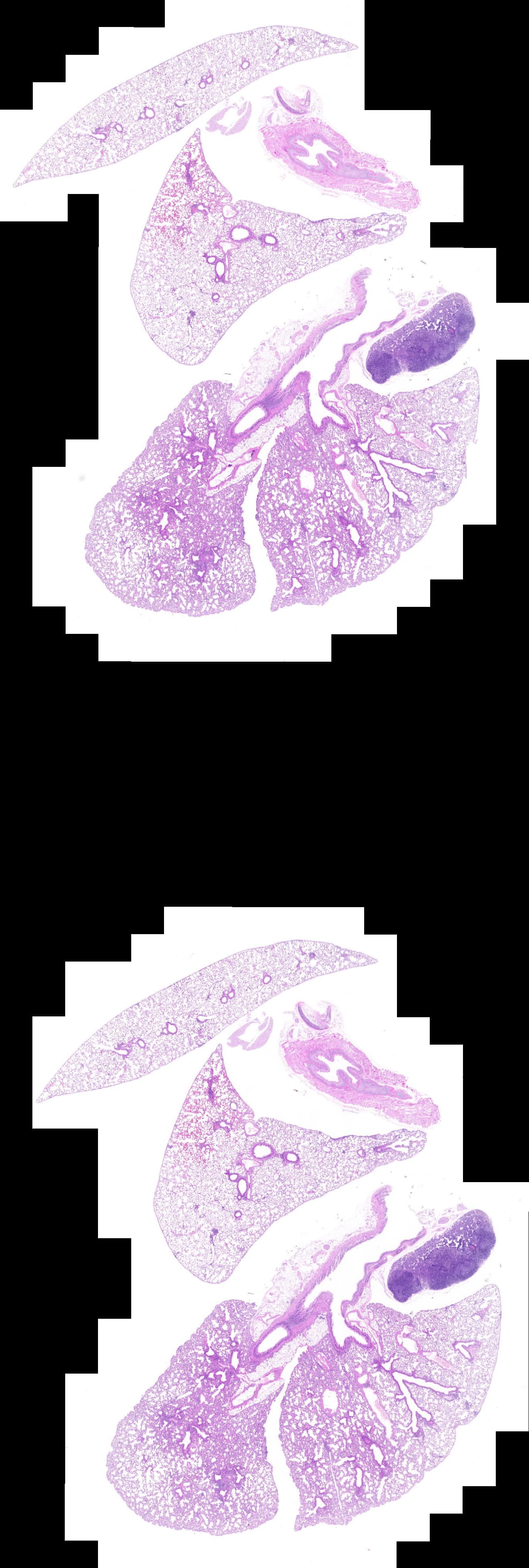 Openslide & Qupath:Pixelation and background color abnormality in ...