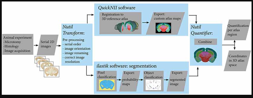 Exporting threshold coverage from Qupath - Image Analysis - Image.sc Forum
