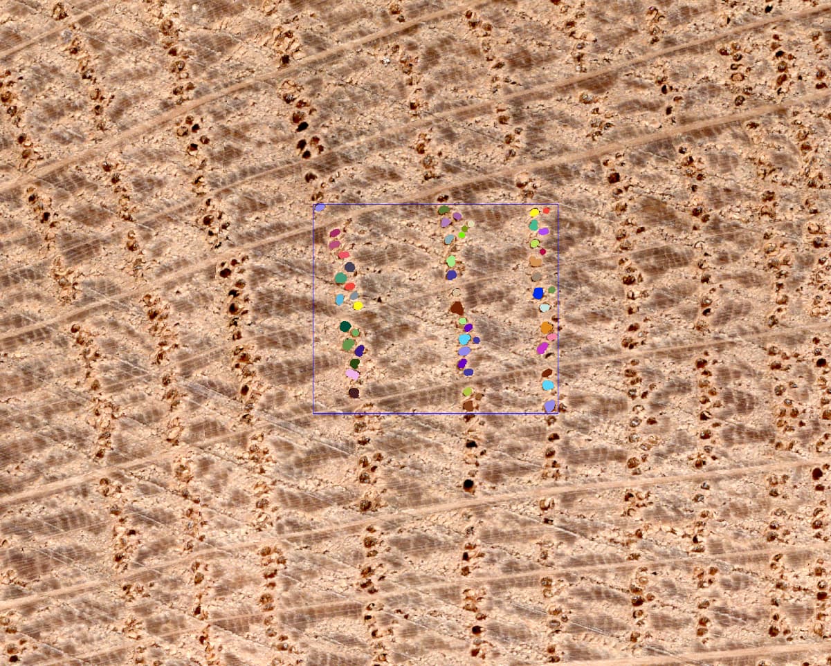 Wood stave section vessels analysis - Image Analysis - Image.sc Forum