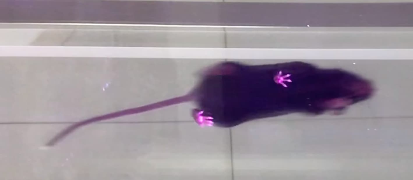 Napari moving labels from extracted frames - Usage & Issues - Image.sc Forum