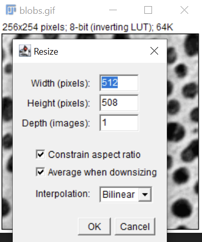 Focal Adhesion segmentation with stardist - Image Analysis - Image.sc Forum