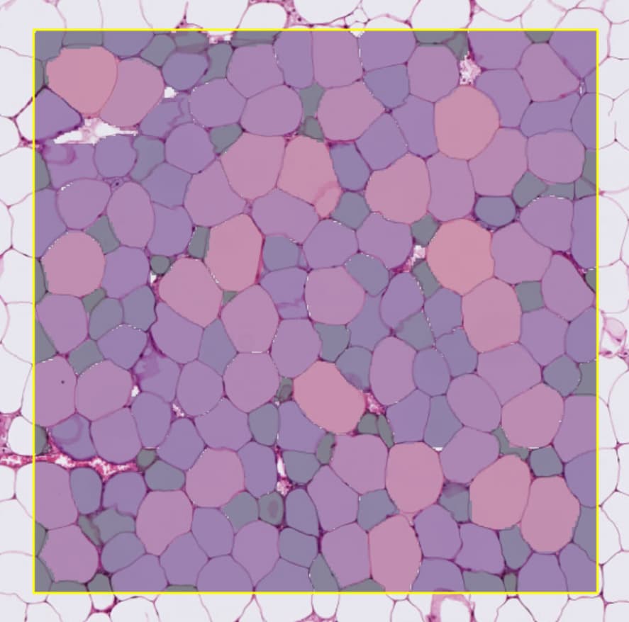 Cellpose-SAM - QuPath extension - Usage & Issues - Image.sc Forum