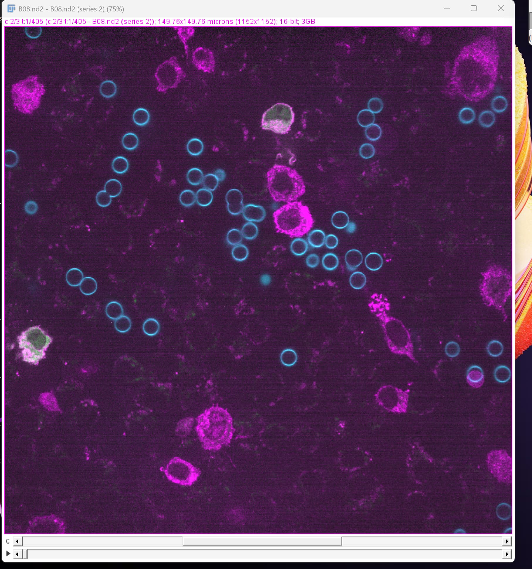 ImageJ Bioformats Importer Incorrectly Reading Metadata - Usage & Issues - Image.sc Forum