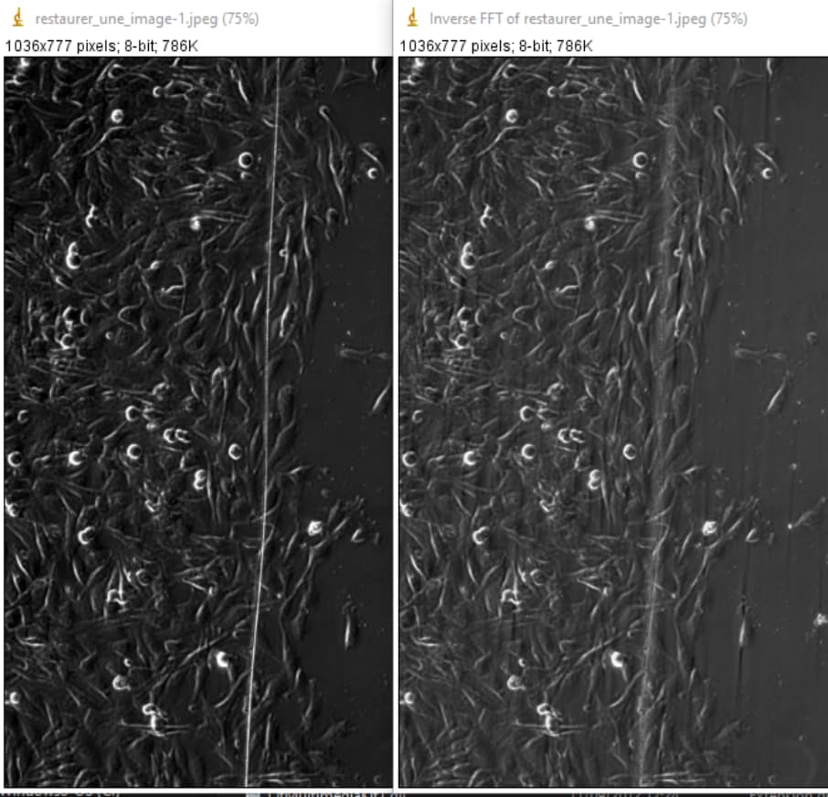Remove a physical scratch artifact from imageJ stack - Image Analysis - Image.sc Forum