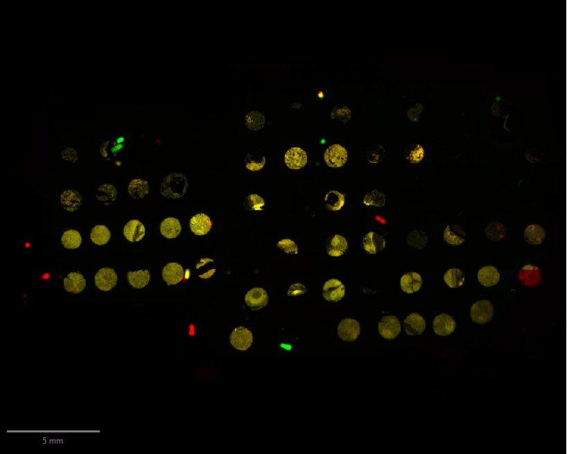 Ashlar for czi Zeiss file - Usage & Issues - Image.sc Forum