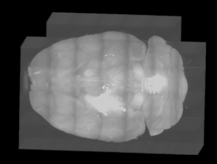 Wrong voxel size or orientation with brainreg for WHS rat?! - Usage & Issues - Image.sc Forum