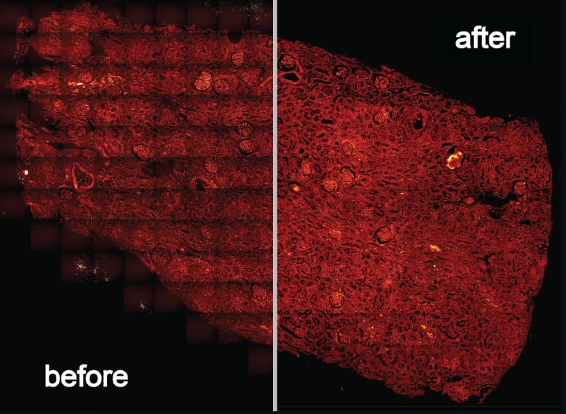 Stitching/Removing Grid Lines from Image? - Image Analysis - Image.sc Forum