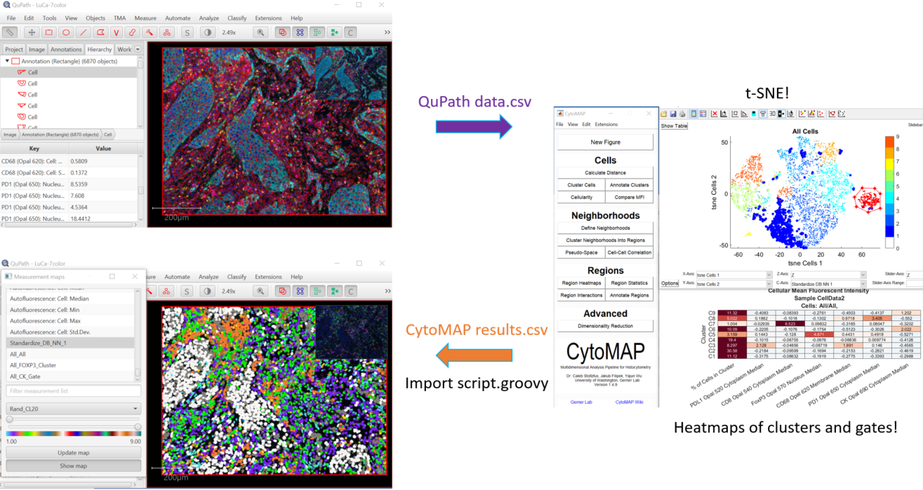 How to measure single cell intensity in Qupath - Image Analysis - Image.sc Forum