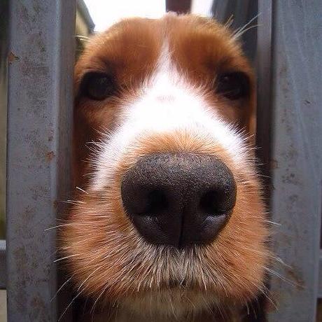 Imagej image-* not found or no images are open - Usage & Issues - Image ...