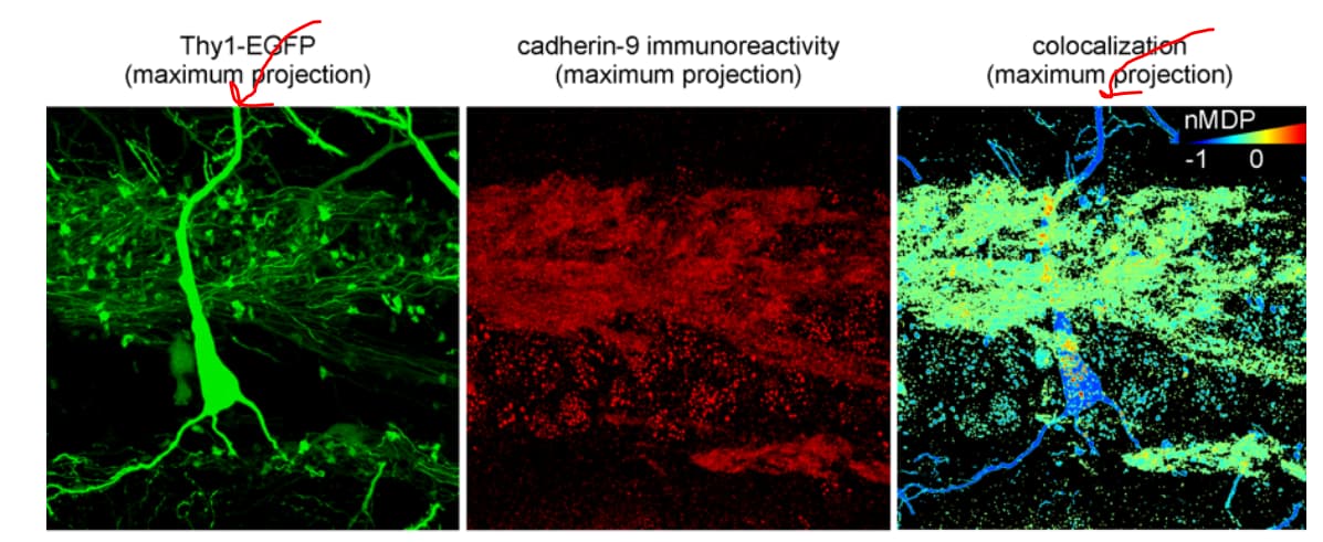 Fiji Plugin Colocalization Colormap - Image Analysis - Image.sc Forum