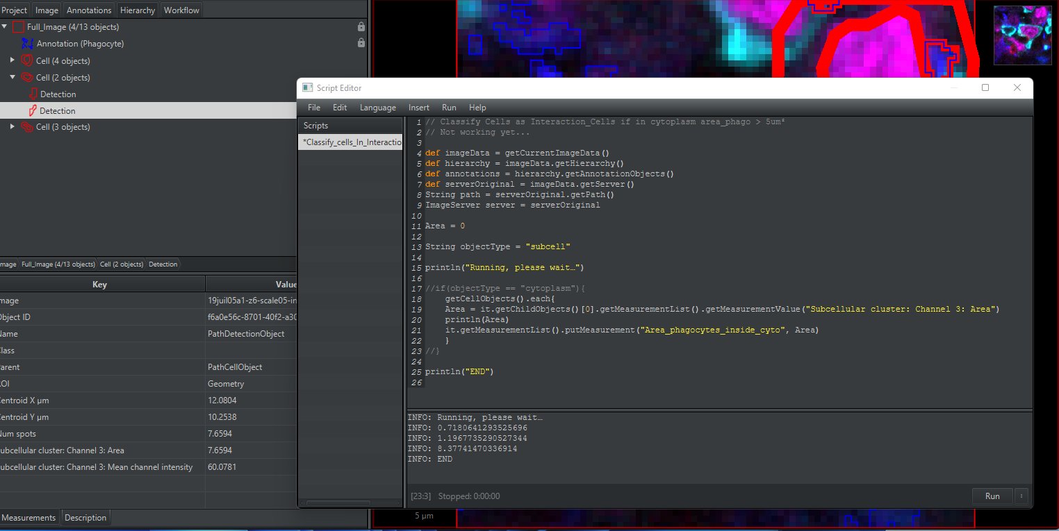 Cells interactions in Qupath between detections and annotation - Image Analysis - Image.sc Forum
