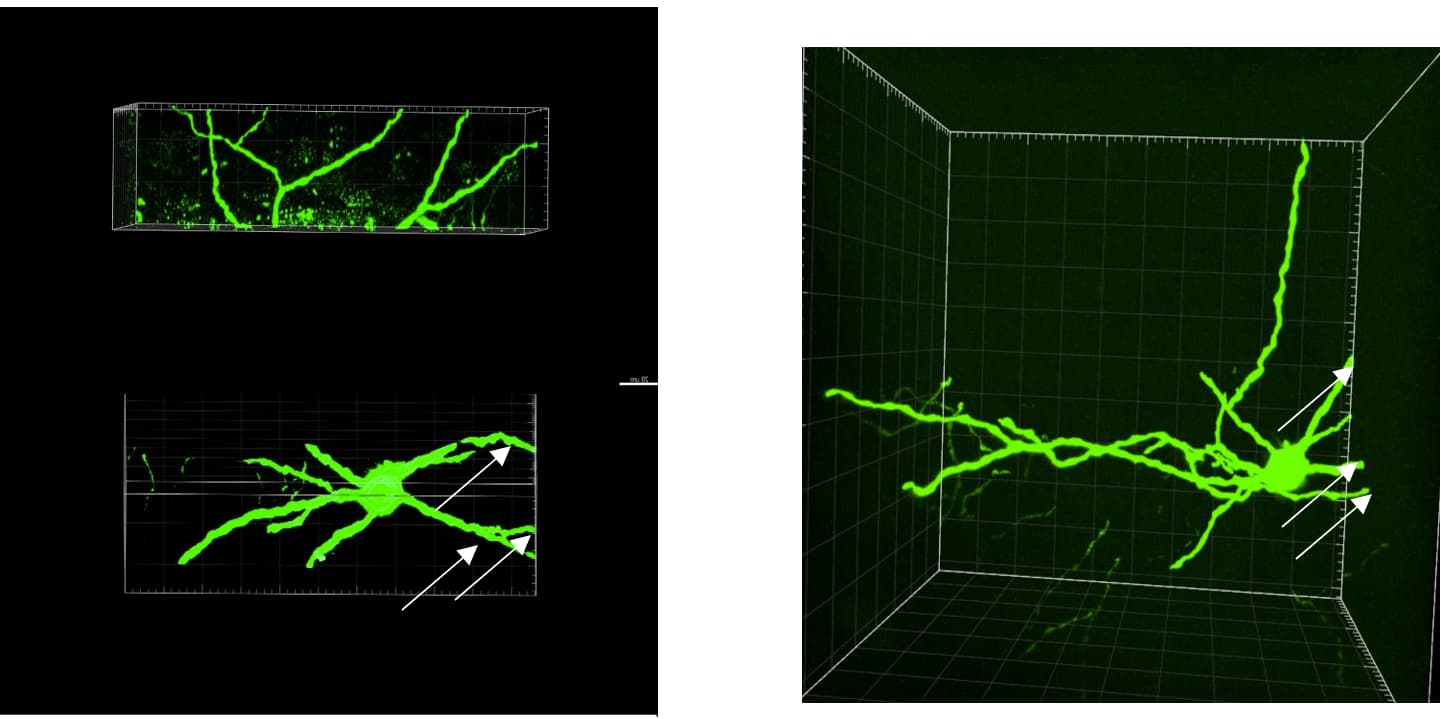 Aligning two Z-stacks after concatenation / Export TrakEm2 file as TIF ...