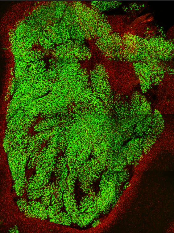 Need help with stitching .lif tile scan in python - Image Analysis - Image.sc Forum