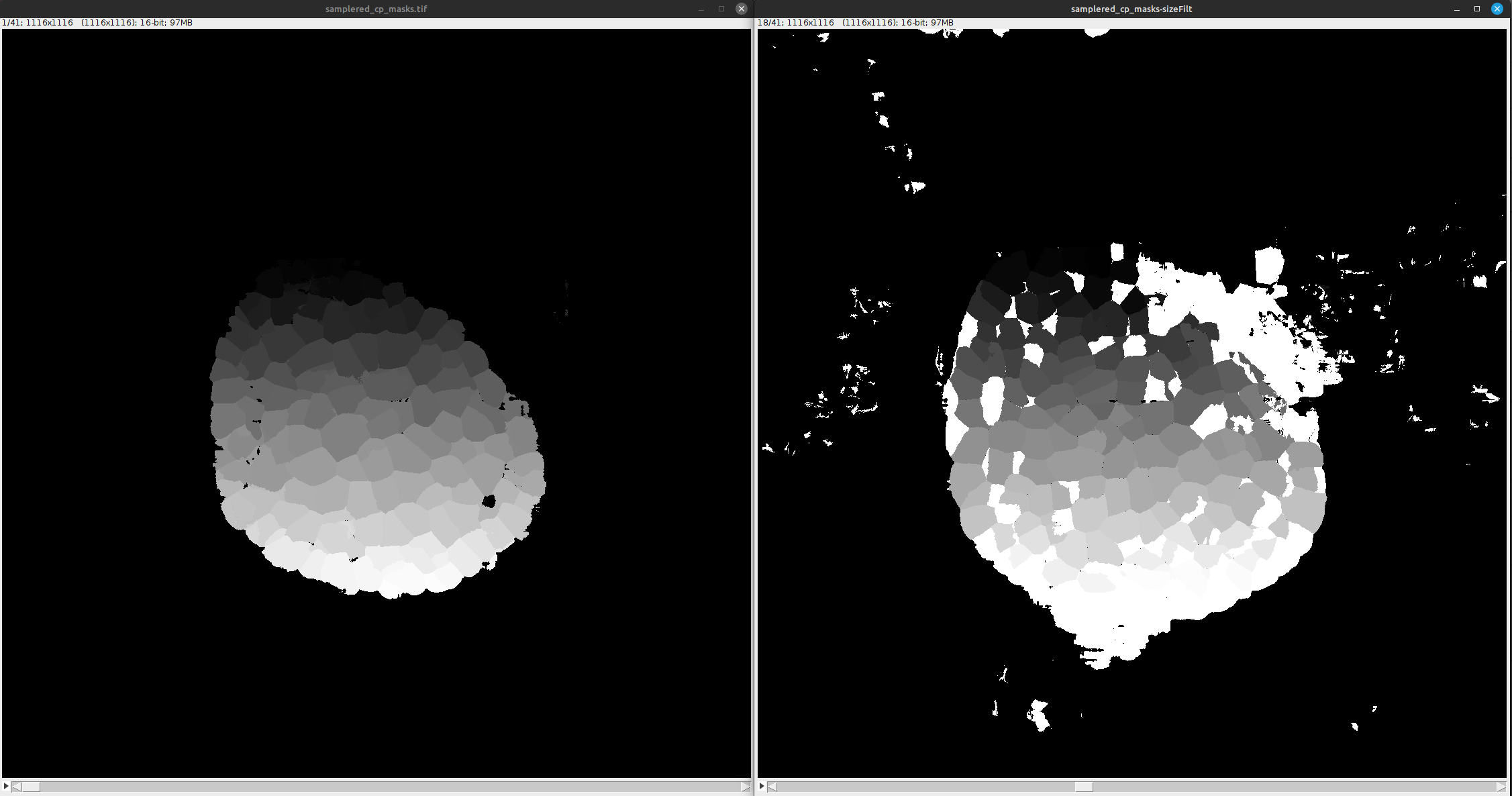 Segmenting 3d cells in czi stack? - Image Analysis - Image.sc Forum