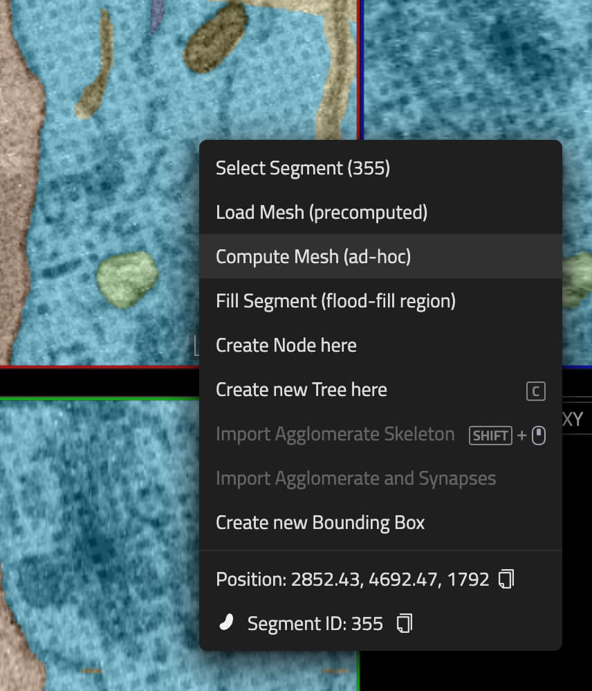 [webKnossos] generate an animation without passing by blender - Usage & Issues - Image.sc Forum