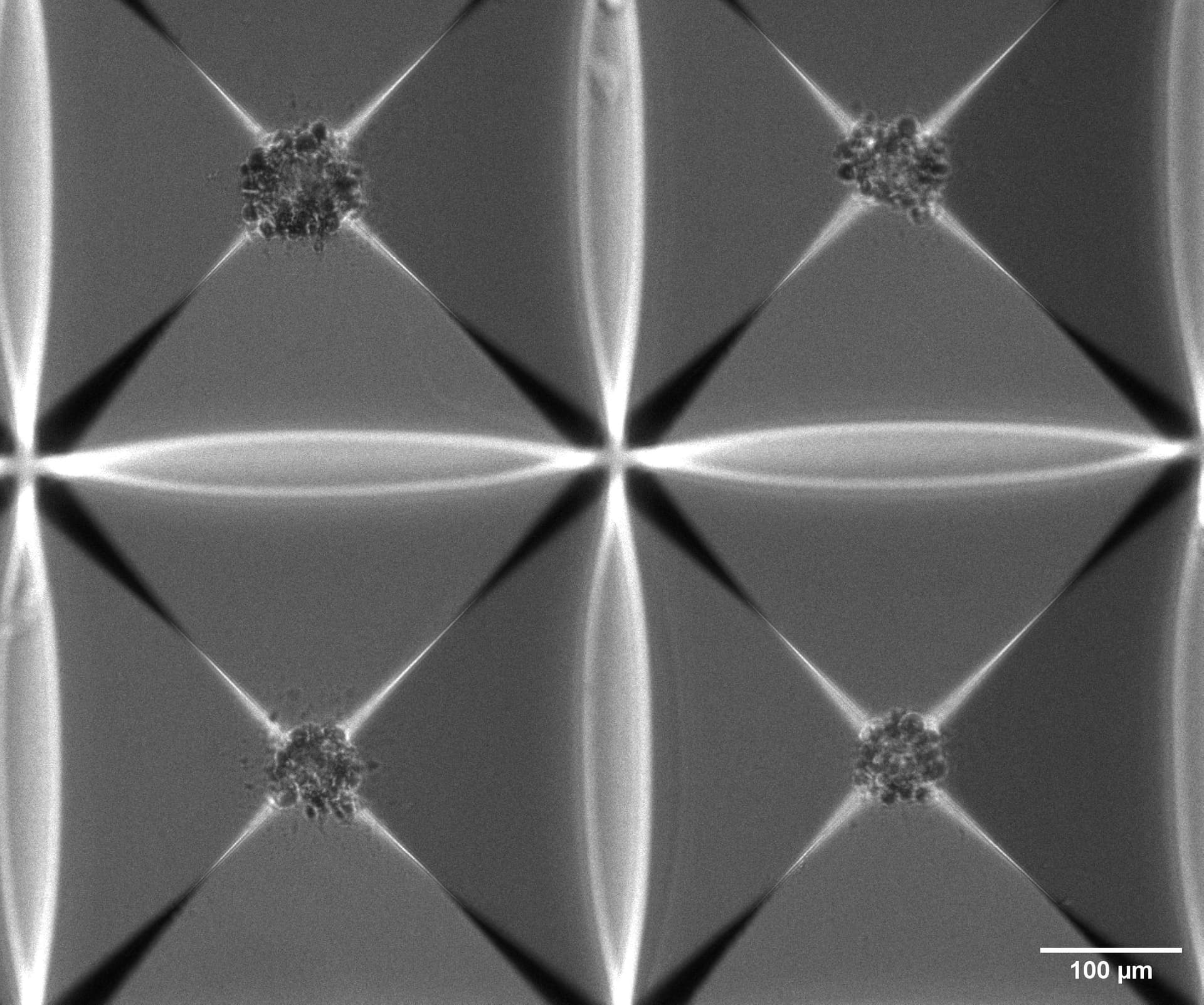 How to differentiate a cell cluster from a spheroid? - Image Analysis ...