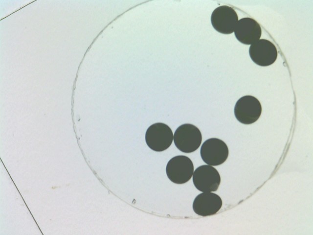 Help with segmentation/declumping touching objects - Image Analysis - Image.sc Forum