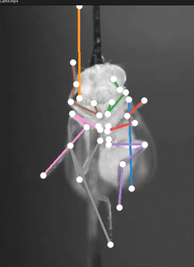 Issues With Tracking Fast Moving Object With Random Movement And Occlusion Image Analysis