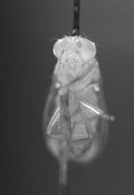 Issues with tracking fast moving object with random movement and occlusion - Image Analysis ...