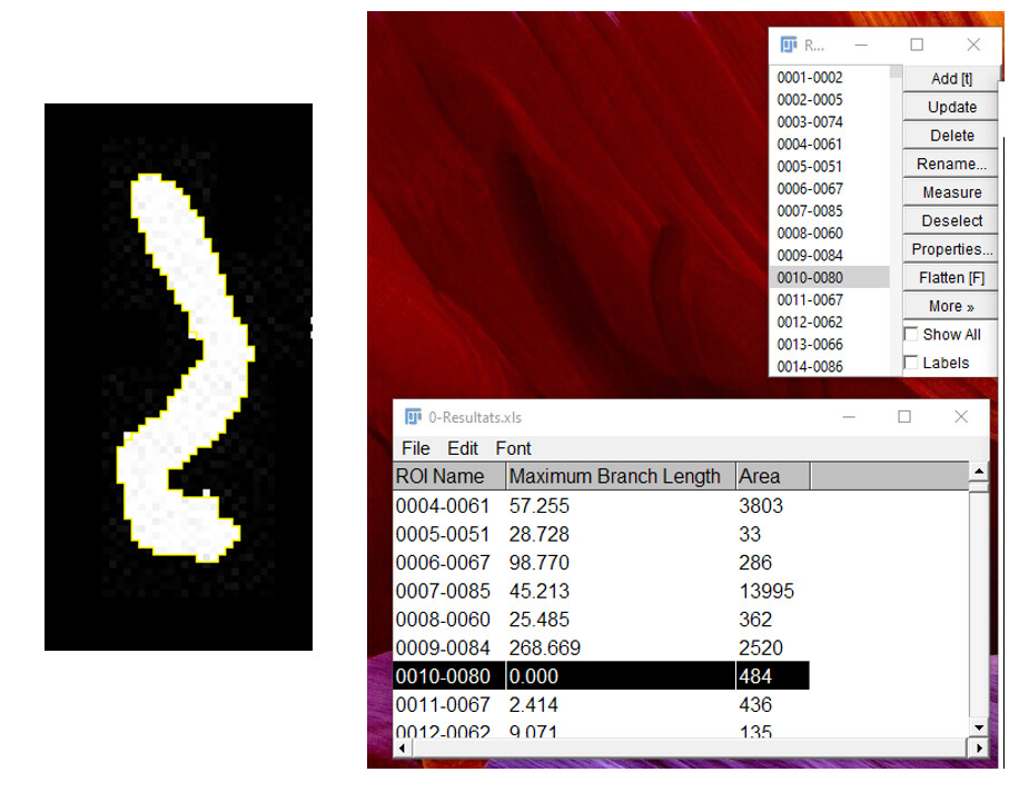 How to Combine Skeletonize and Analyze particles? - Image Analysis - Image.sc Forum
