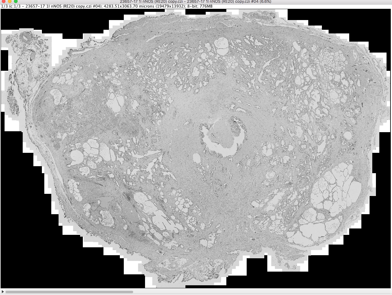 How to open CZI file in imagej - Usage & Issues - Image.sc Forum