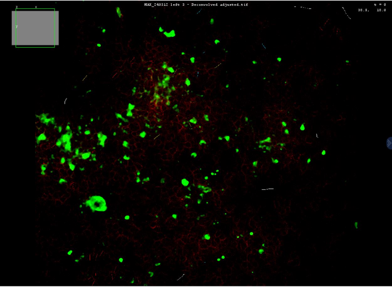 Fiji How To Turned Merged Image Into 2d Image For Use In Labkit For Segmentation Image