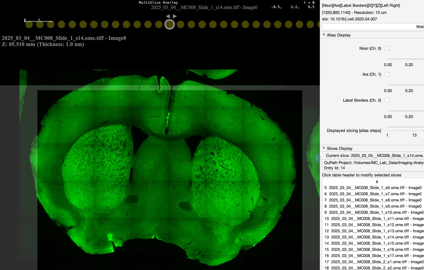 ABBA brain slice appear outside of the input box - Usage & Issues - Image.sc Forum