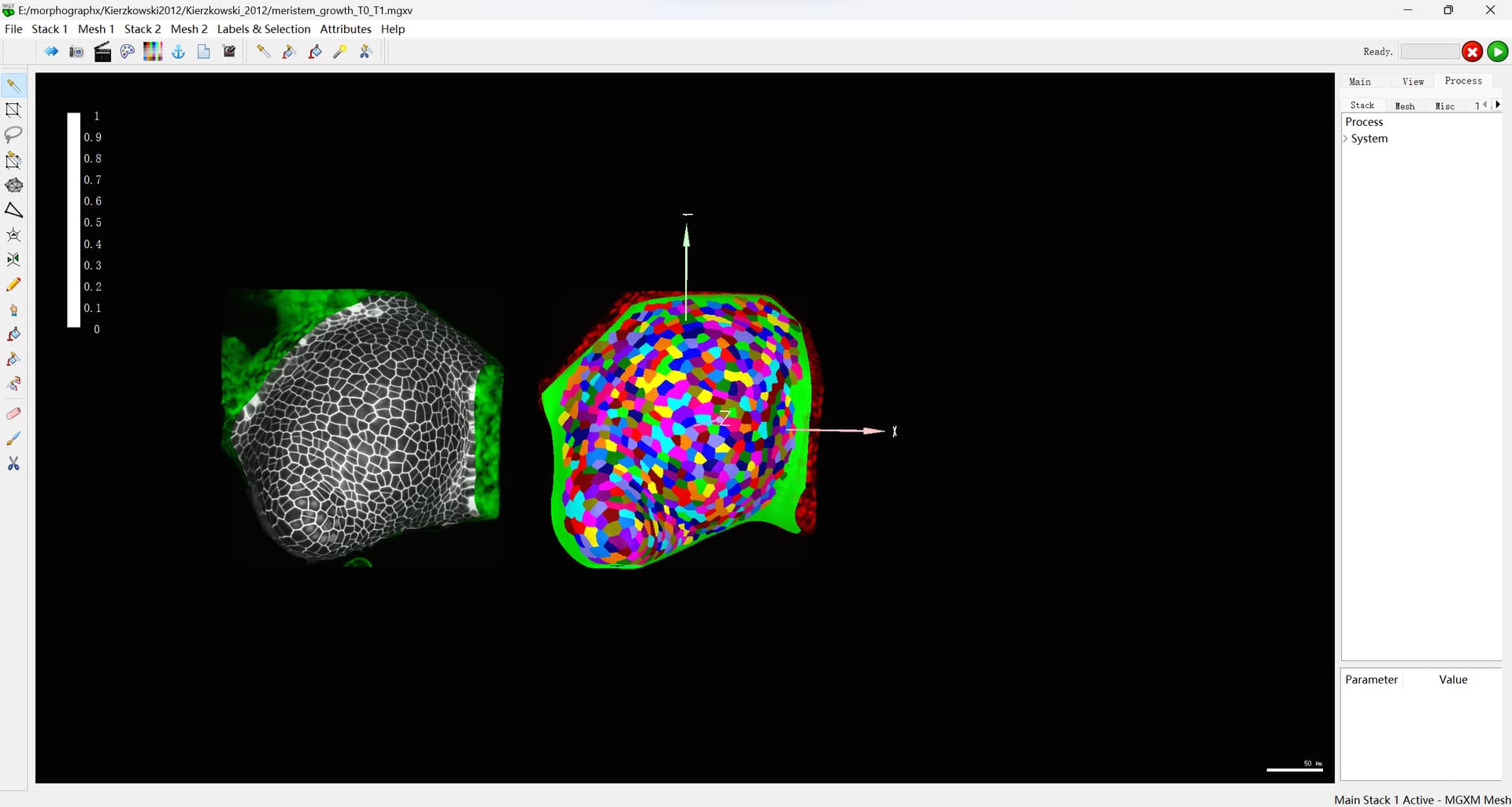 New version of MorphoGraphX - Announcements - Image.sc Forum