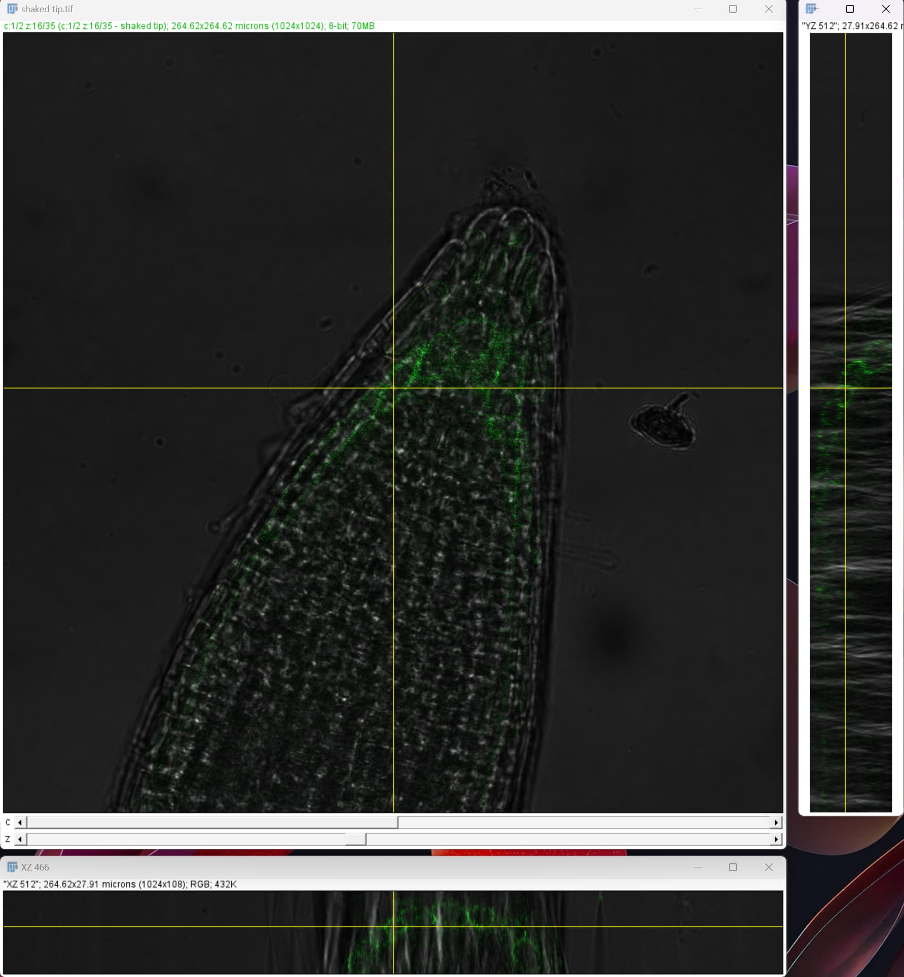 Issues with batch splitting '.lif' files with fiji - Usage & Issues - Image.sc Forum