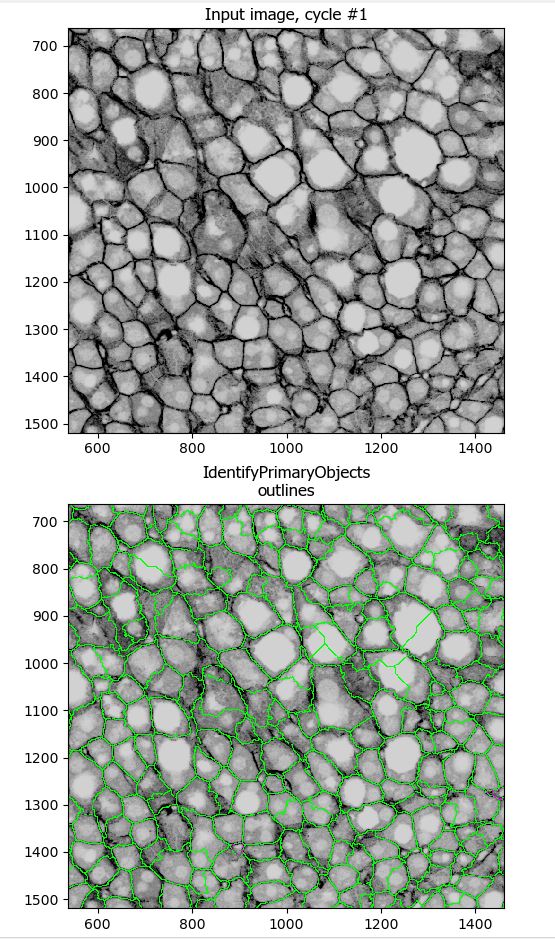Cell segmentation on cell borders (rather than nuclei) - trouble with cellprofiler - Image ...