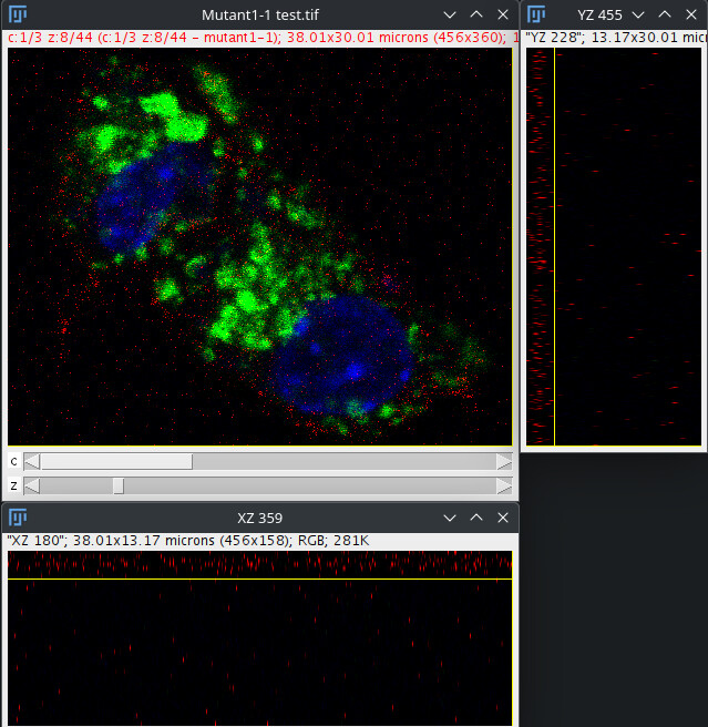 Macro for Ratio Red on Green pixels on a z stack image using FIJI - Image Analysis - Image.sc Forum