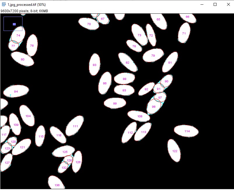 How to produce custom drawing outputs using "Analyze particle..."? - Image Analysis - Image.sc Forum