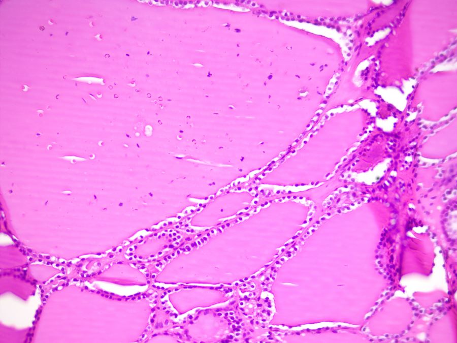 Ashlar library Image Stitching - Usage & Issues - Image.sc Forum