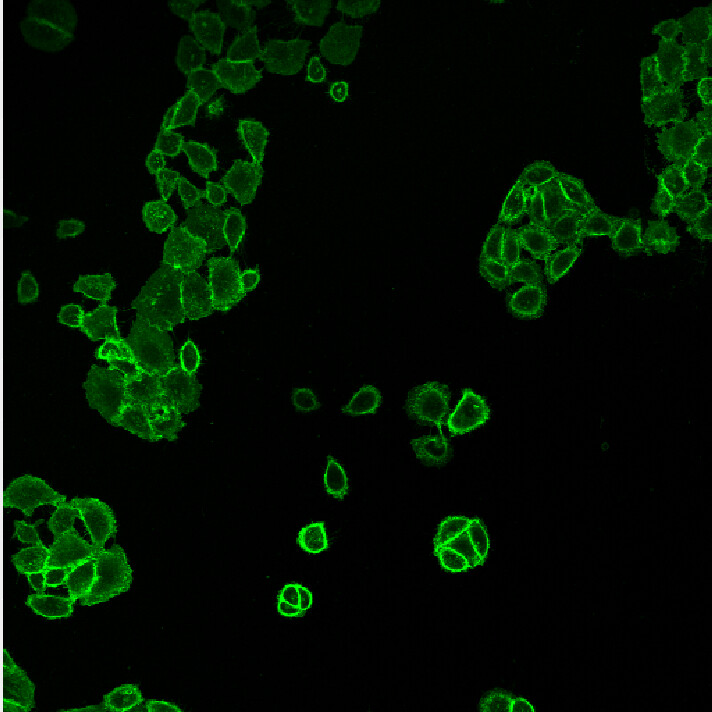 MeanIntensity edge can tell the mean intensity of the cell boundary? - Image Analysis - Image.sc ...