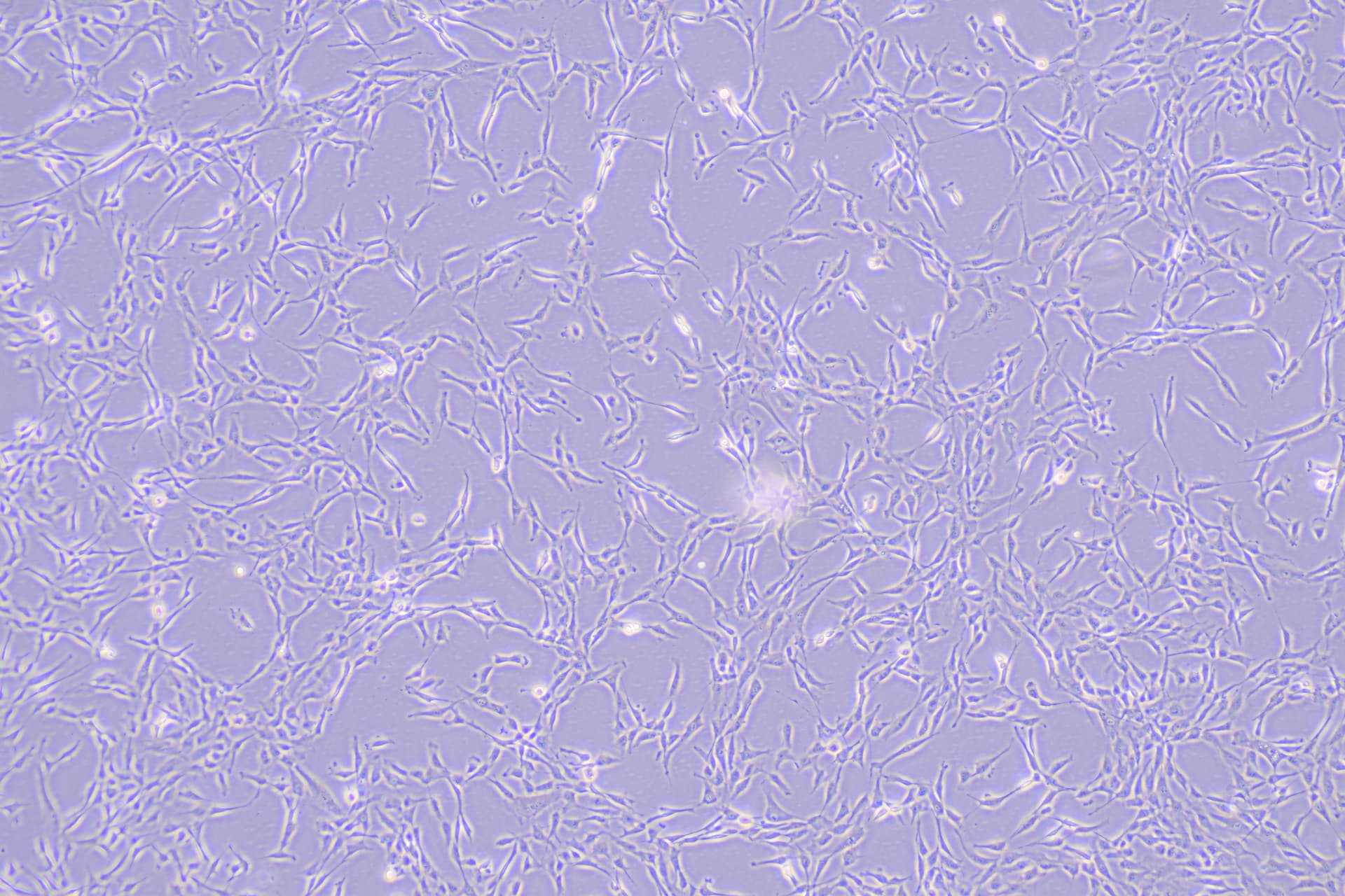 How to use Cellpose? (With Google Colab) - Image Analysis - Image.sc Forum