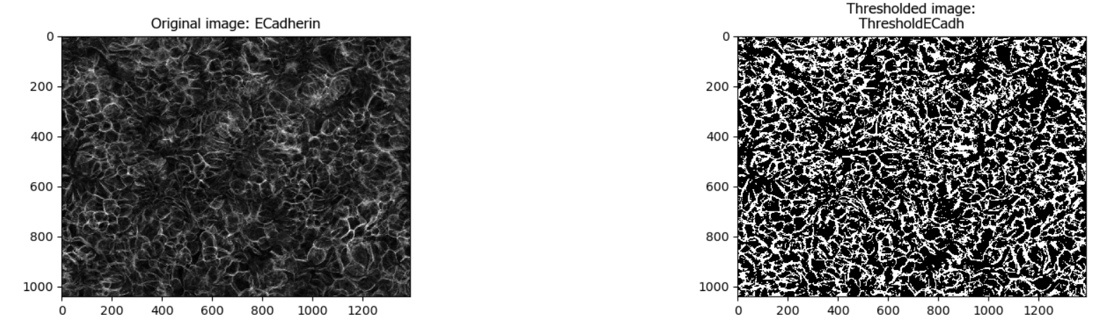 Quantification of Tight Junctions using CellProfiler - Image Analysis - Image.sc Forum