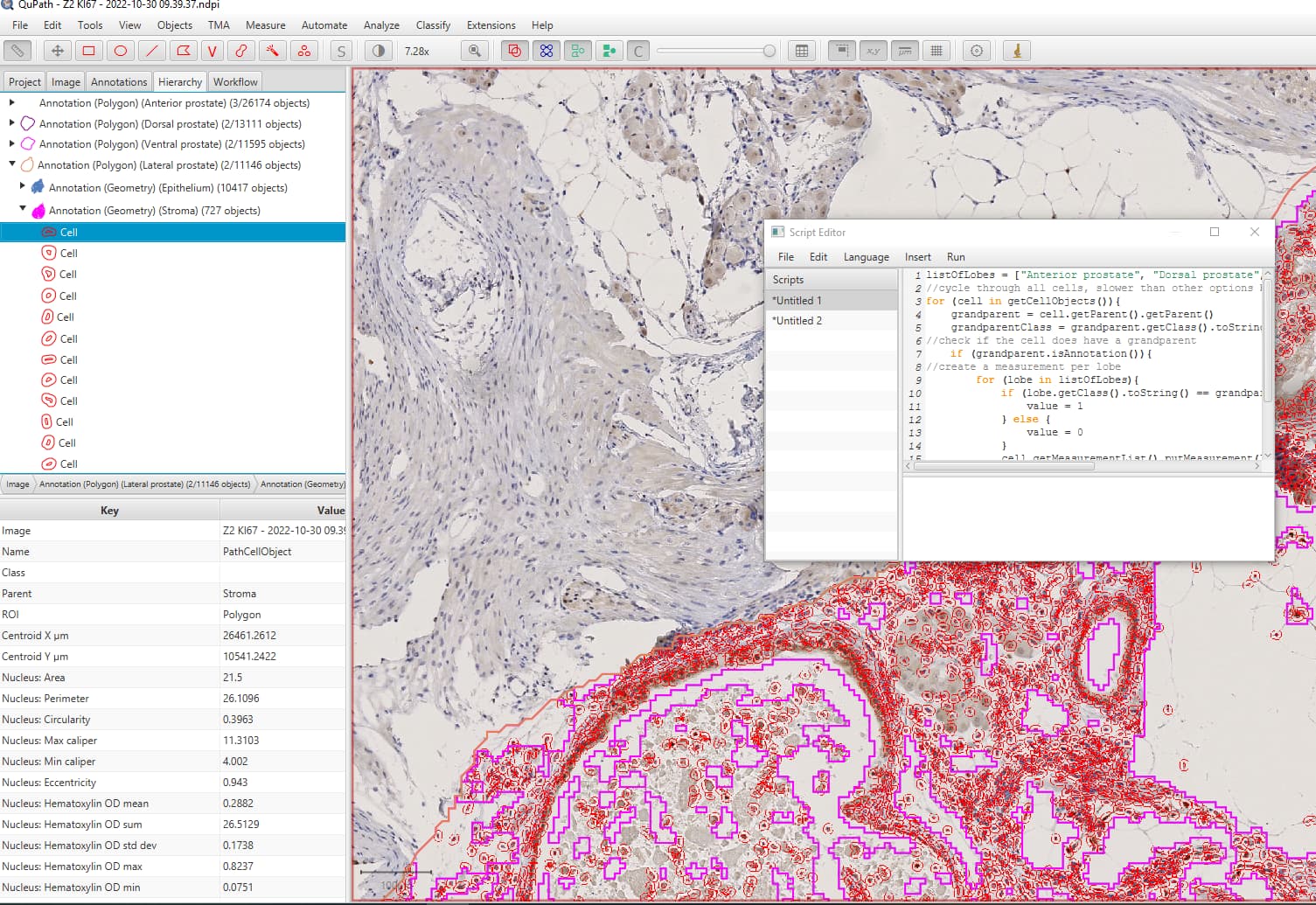Labeling cells based on grandparent annotations - Image Analysis - Image.sc Forum