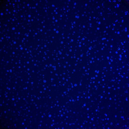 Issues with running batch flat field correction in Fiji using Jython script - Usage & Issues ...