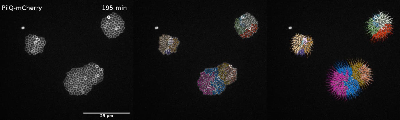 Core facility in bioimage analysis - in the IAH core facility, Institut ...