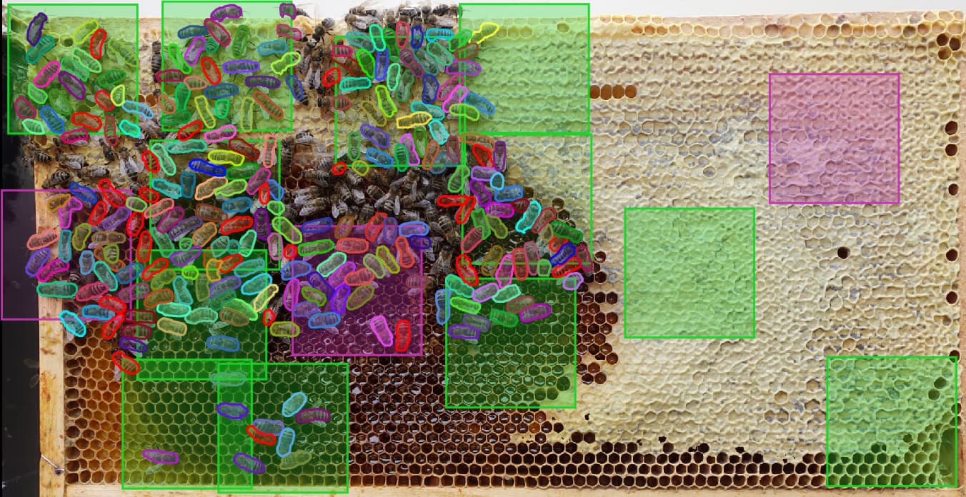 Segmentation of Overlapping Organoid Brightfield images - Image Analysis - Image.sc Forum